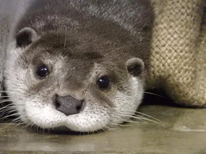 Happy World Otter Day! — The Daily Otter