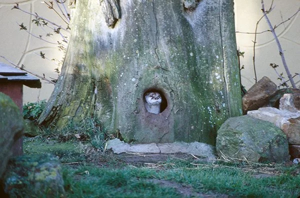 A Hollow Tree Makes a Pretty Good Lair, Actually — The Daily Otter