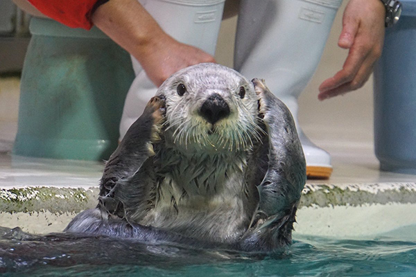 Can You Believe It's Sea Otter Awareness Week Again? — The Daily Otter