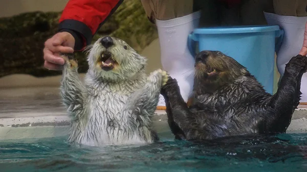These Otters Wish All of You a Happy New Year! — The Daily Otter