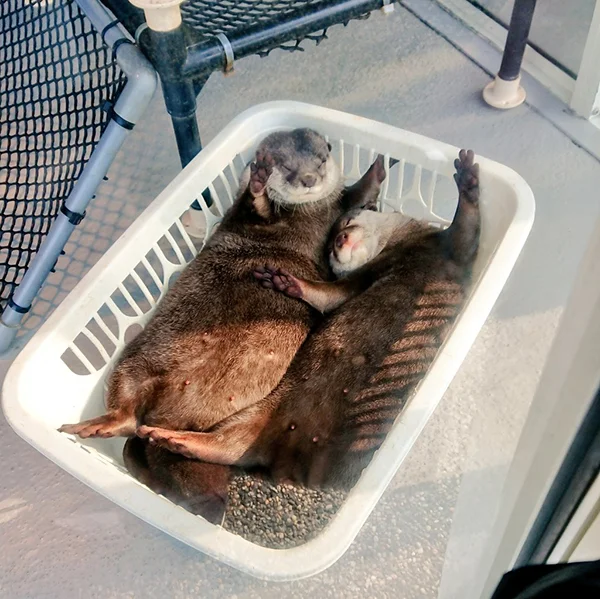 That's Not a Laundry Basket - It's an Otter Slumber Pod — The Daily Otter