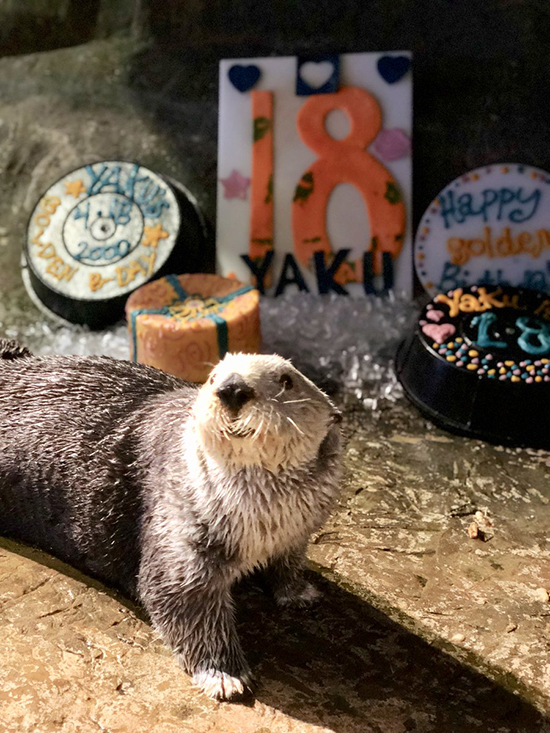 That Is One Big Otter Pile — The Daily Otter