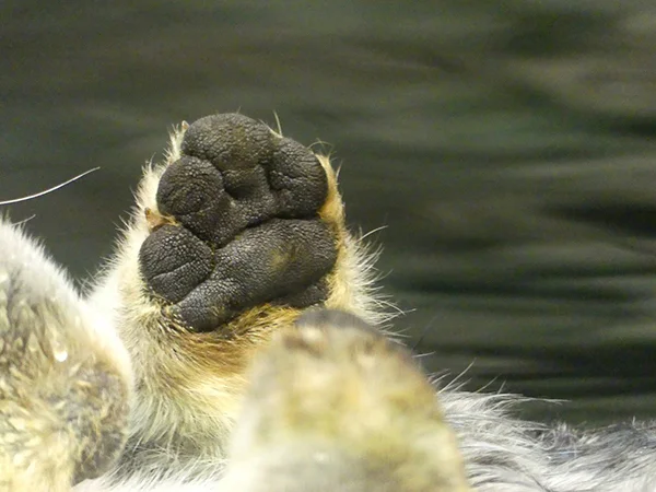 Sea Otter Paw! — The Daily Otter