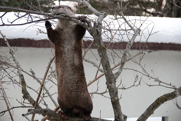 Behold! the Rare Tree Otter — The Daily Otter