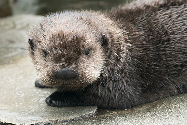 How Monterey Bay Aquarium's Resident Sea Otters Help Conserve the ...