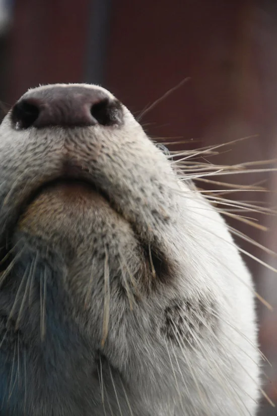 Three Sea Otters in a Tiny Pool Is a Party! — The Daily Otter