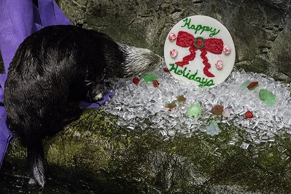 Seattle Sea Otters Supported Their Football Team Last Night — The Daily ...