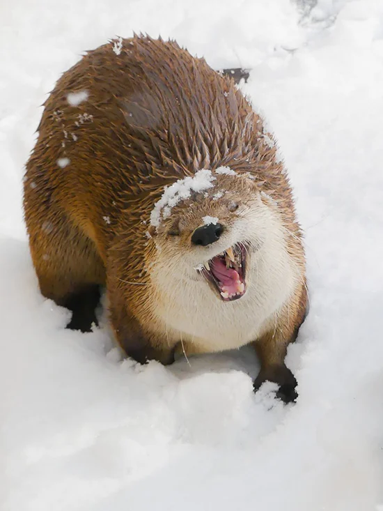 I'm Singing in the Snow, Just Singing in the Snow — The Daily Otter