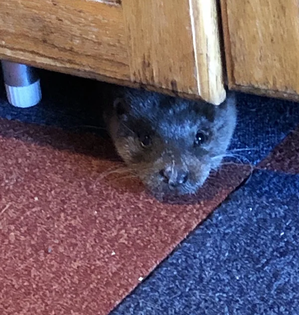 Surprise Guest Otter Makes Himself at Home in Human's House — The Daily ...
