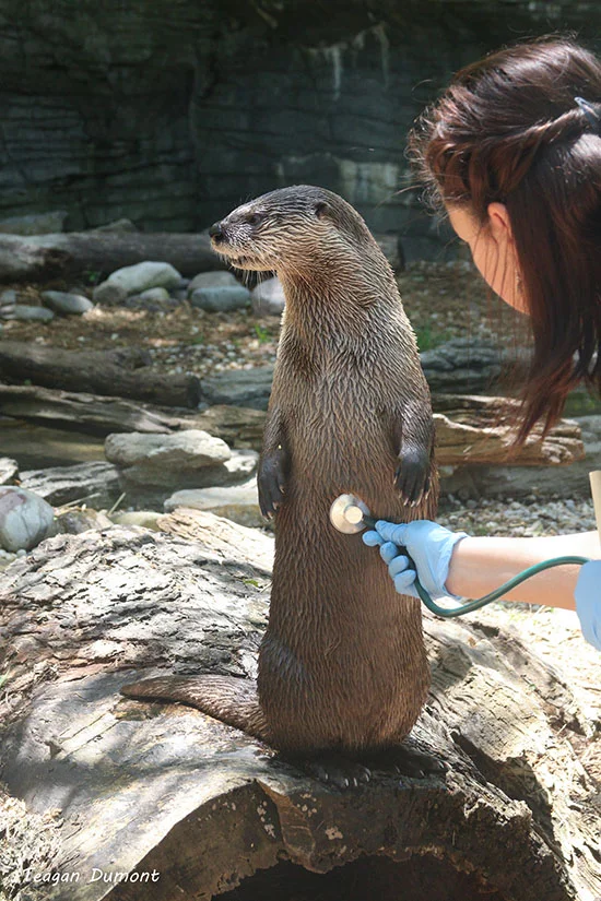 Sea Otter Pup Grudgingly Learns the YMCA Dance — The Daily Otter