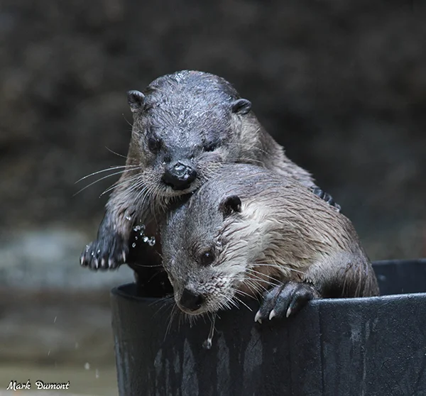 Giant Otters Spend a Languid Afternoon Sunbathing — The Daily Otter