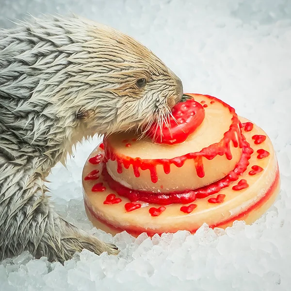 Happy Ninth Birthday, Ollie! — The Daily Otter