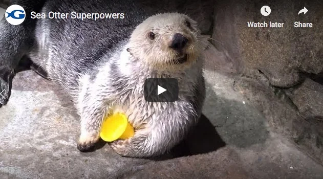 Cute AND Smart? Sea Otters Are the Complete Package! — The Daily Otter