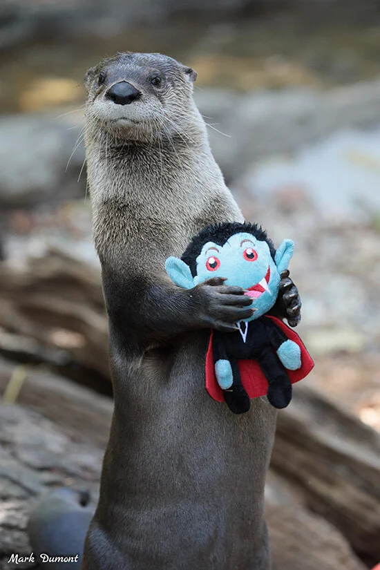 Vampires, Pumpkins, and Ghosts, Oh My! — The Daily Otter