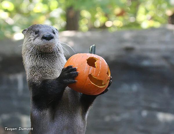 Vampires, Pumpkins, and Ghosts, Oh My! — The Daily Otter