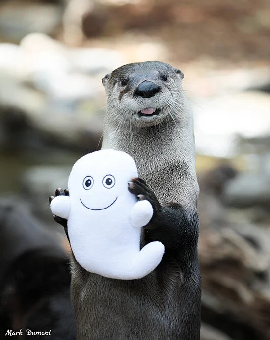 Vampires, Pumpkins, and Ghosts, Oh My! — The Daily Otter