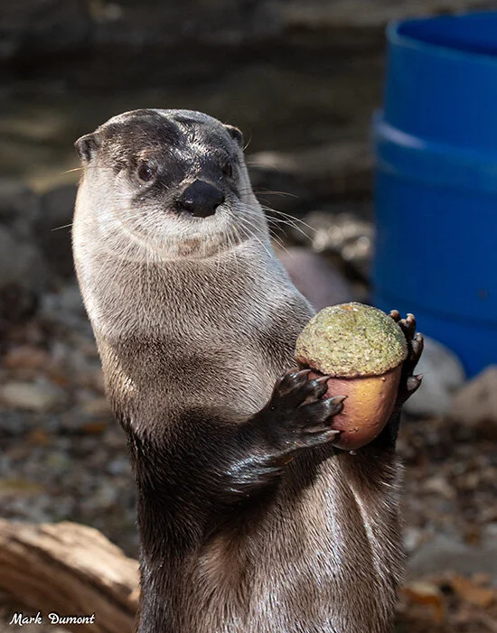 Otter Proudly Shows Off Her Acorn — The Daily Otter