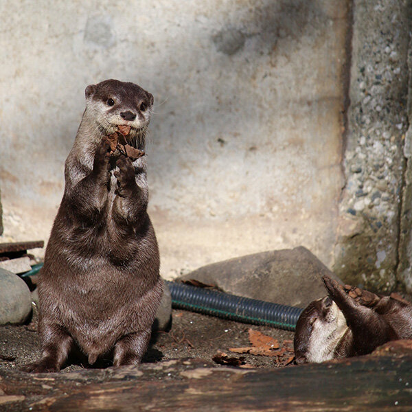 Dead Leaves?! Om Nom Nom! — The Daily Otter