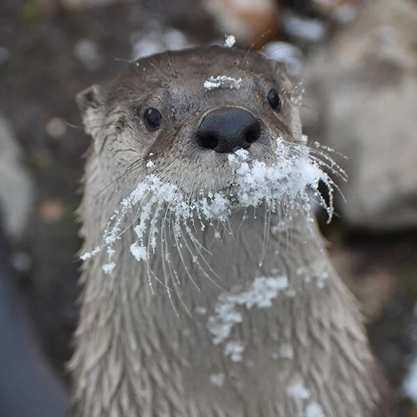 Nice Ice 'Stache, Otter! — The Daily Otter