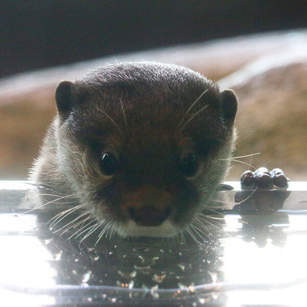 Human-Otter Staring Contest in Three... Two... — The Daily Otter