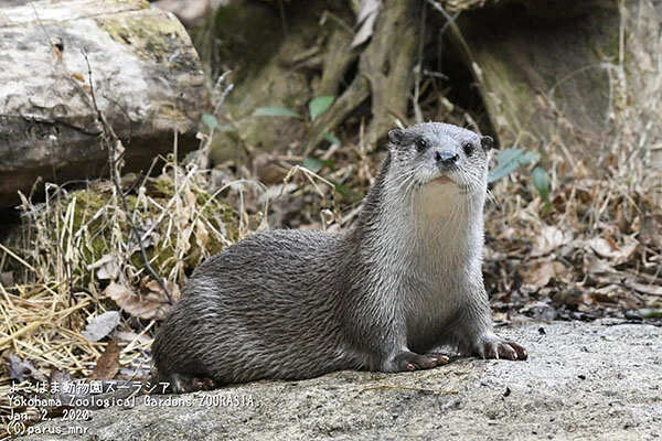 Such an Inquisitive Expression You Have, Otter! — The Daily Otter