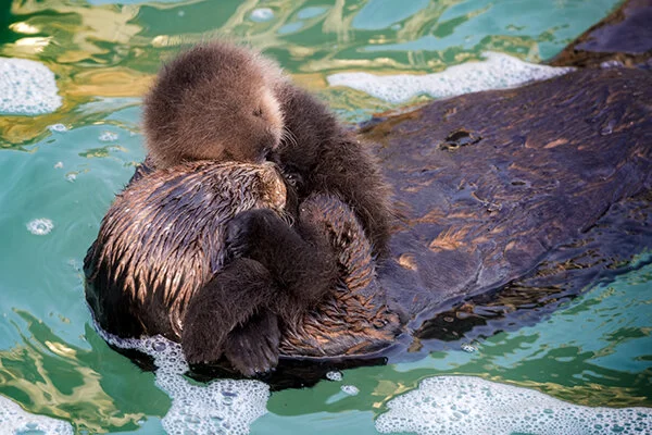 California Residents, Don't Forget to Donate to the Sea Otters on Your ...