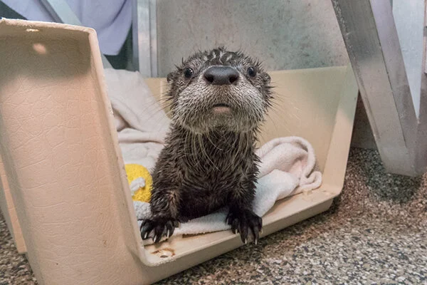 It's Monday Morning Again Already? — The Daily Otter