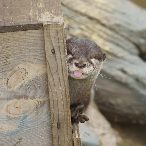 Cheeky Little Otter! — The Daily Otter