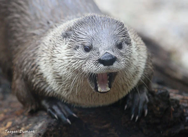 Otter Is Shocked, Shocked, I Tell You! — The Daily Otter