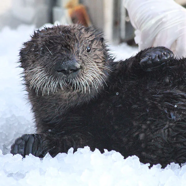 Draw Me Like One of Your French Sea Otter Pups — The Daily Otter