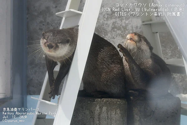 Otter's Reaction to Realizing It's Friday — The Daily Otter