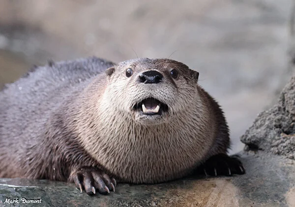 Never, Ever Has an Otter Been So Shocked! — The Daily Otter