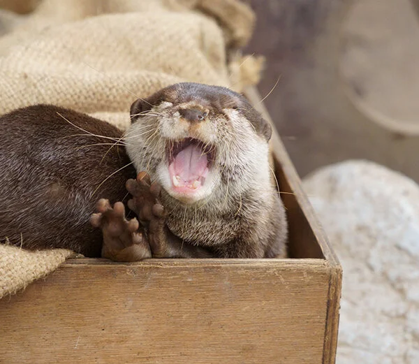 Ha Ha Ha! Oh, Human, You Are Too Much! — The Daily Otter