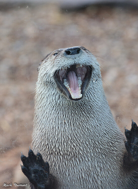 That Moment When Otter Realizes It's the Last Day of 2020 — The Daily Otter