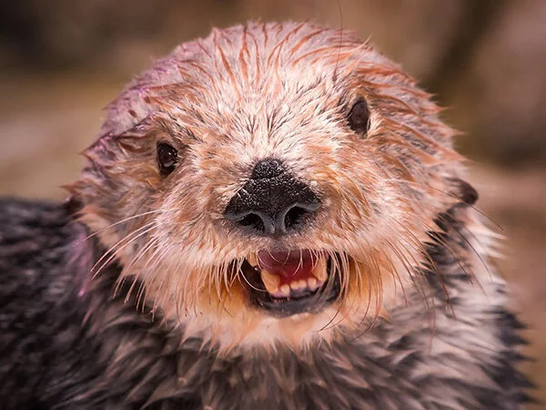 Sea Otter Wishes You All a Happy New Year! — The Daily Otter