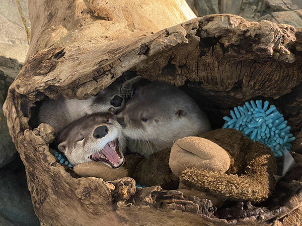 Otter Log Party! — The Daily Otter