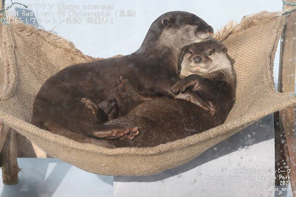 Otter Looks Just a Little Smug He's Getting That Hug — The Daily Otter