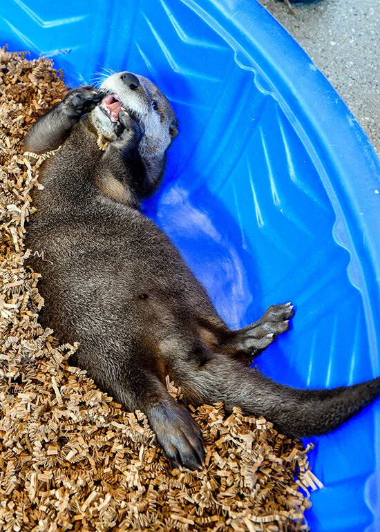 An Excellent Use for Cardboard Packing Material: A Fun Enrichment ...