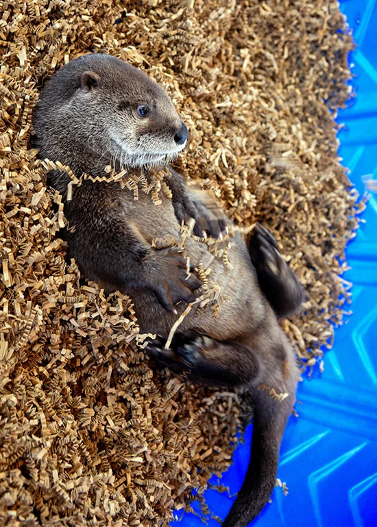 An Excellent Use for Cardboard Packing Material: A Fun Enrichment ...