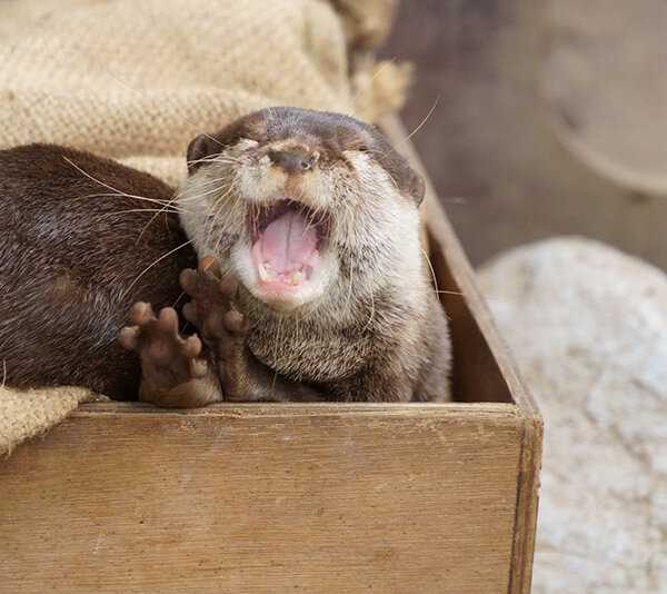 Otter Politely Laughs at Human's Jokes — The Daily Otter