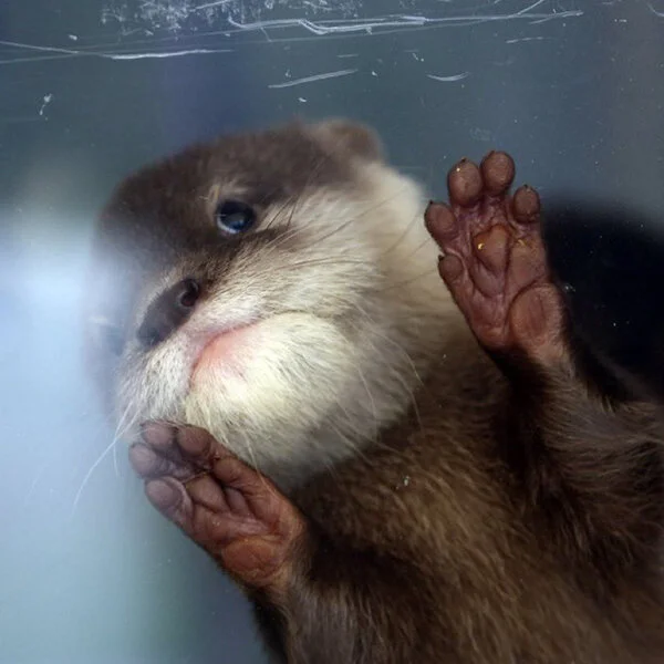 Otter Pup Toe Beans! — The Daily Otter