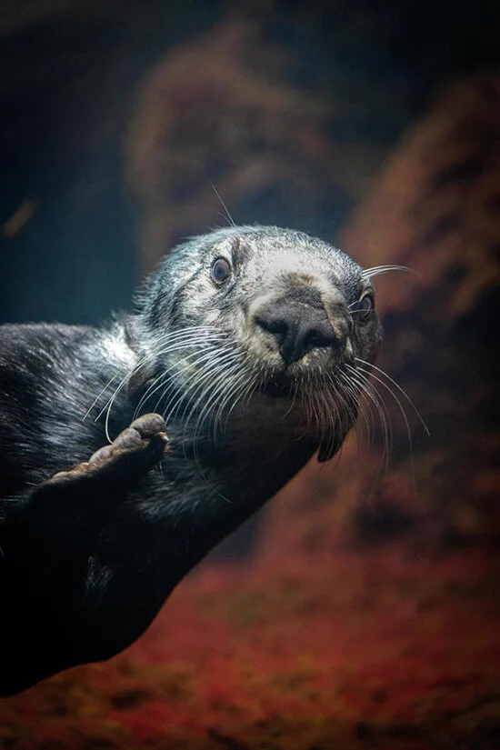 What?! It's Monday Already?! — The Daily Otter