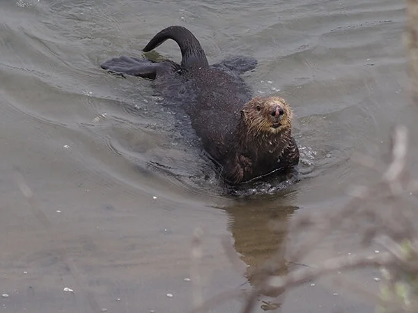 Otter Belts Out a Tune Into His Imaginary Microphone — The Daily Otter