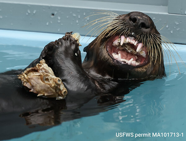 Sea Otter Luna Shows Off Her Pocket — The Daily Otter