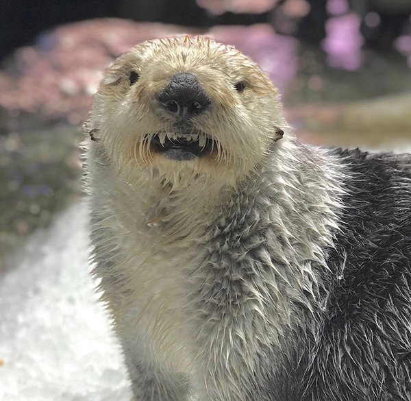 It's the Daily Otter's Halloween 2021 Mega-Post! — The Daily Otter