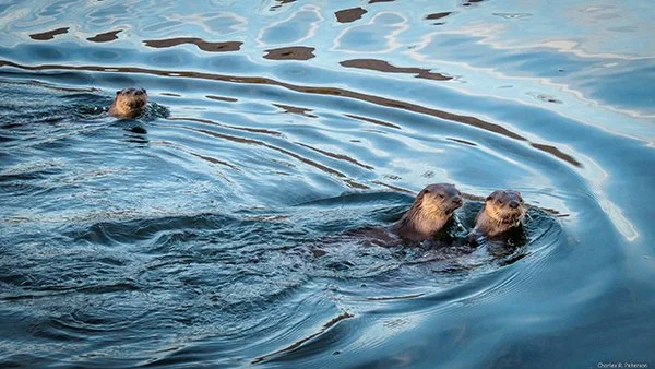 Do You Have a Treat for Me, Human? — The Daily Otter