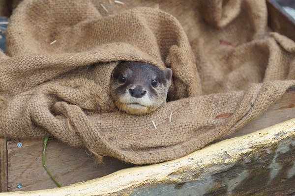 Sea Otter Mother Holds on to Her Pup While They Both Snooze — The Daily ...