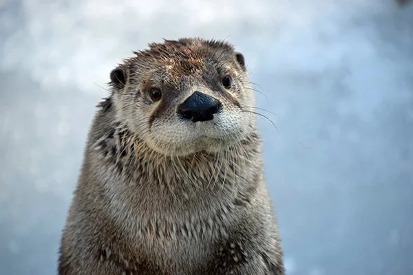 Otter's Snoot Is an Upside-Down Heart — The Daily Otter