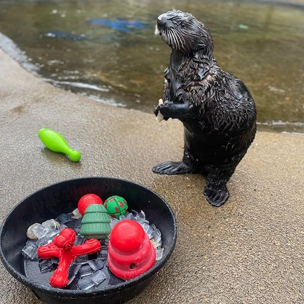 All These Toys (and Snacks) Are for Me? — The Daily Otter