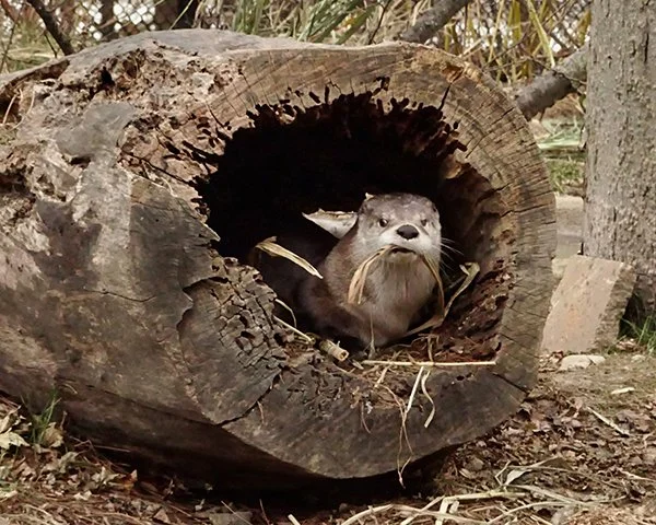 Otter Is Hard at Work Redecorating the Log's Interior — The Daily Otter